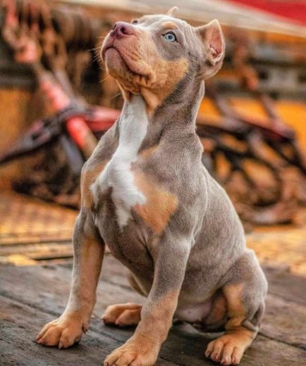Grey Pitbull: Everything You Should Know About These Rare Gems