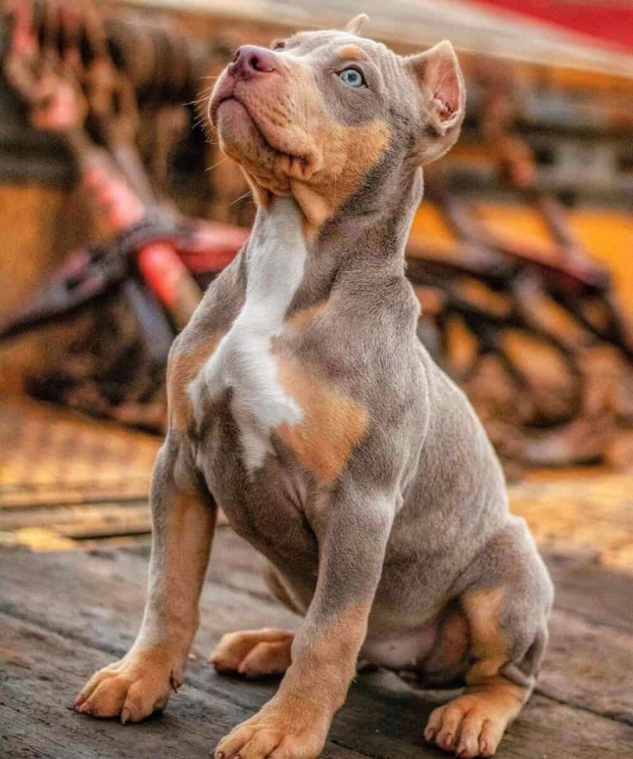 Grey Pitbull: Everything You Should Know About These Rare Gems