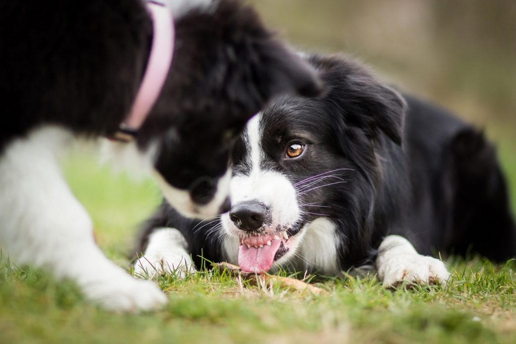 Are Border Collies Aggressive? How To Stop Their Aggression?