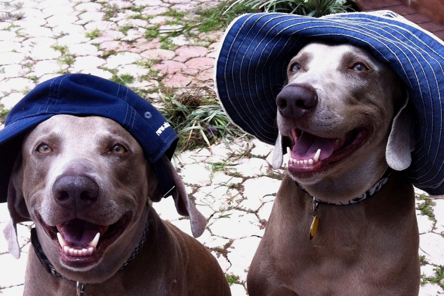 Weimaraner Pitbull Mix: The Weimar Bully And The Pittmaraner