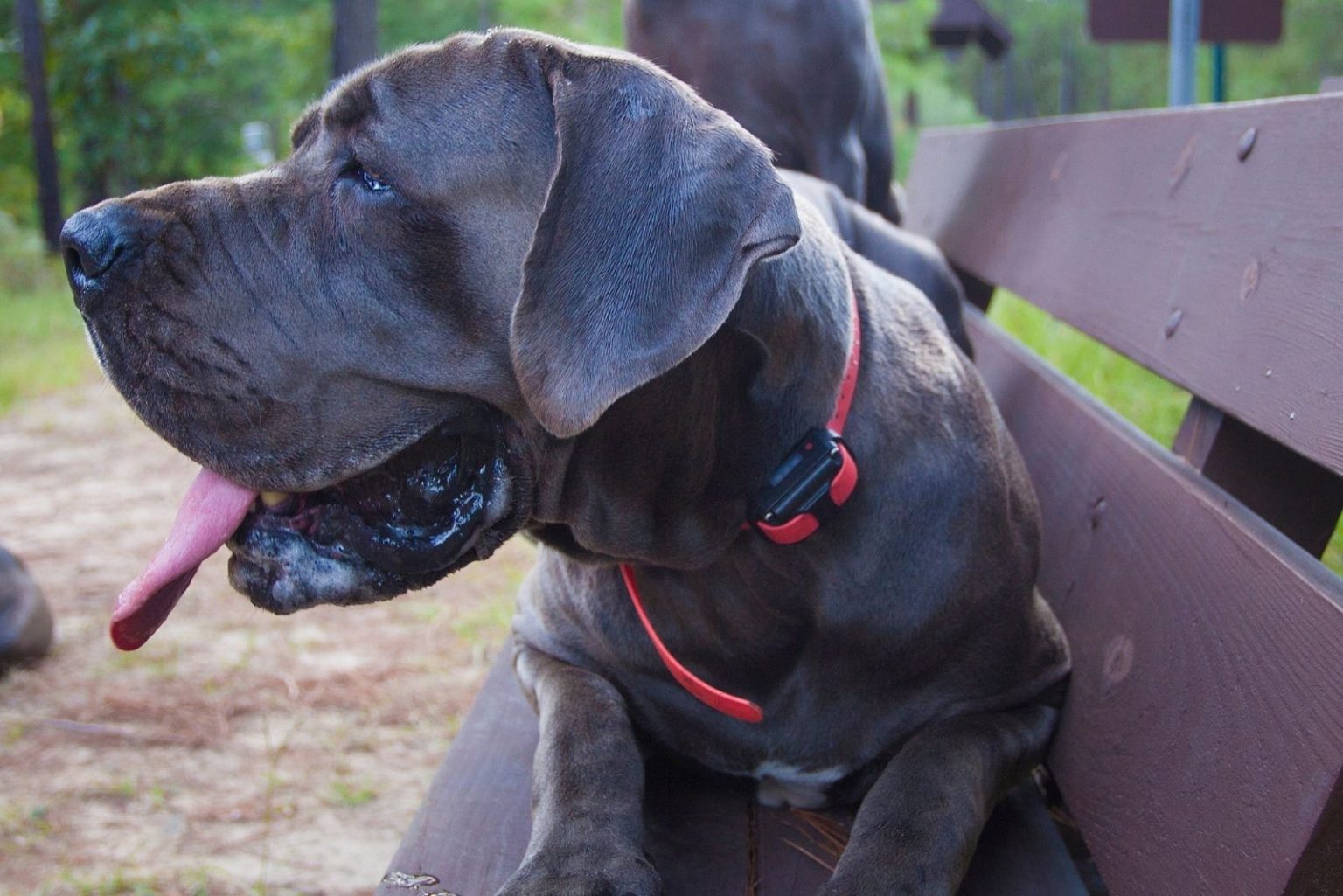 Blue Great Dane: Do These Gentle Giants Really Come In Blue?