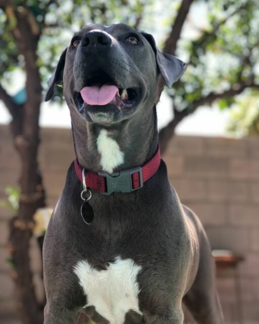 Weimaraner Pitbull Mix: Complete Crossbreed Guide