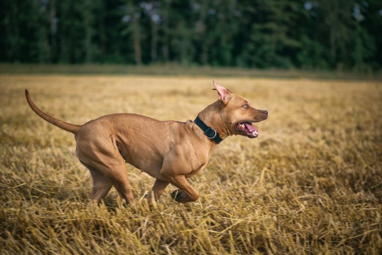 Weimaraner Pitbull Mix: The Weimar Bully And The Pittmaraner