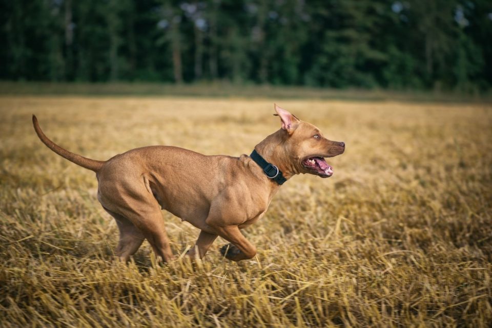 Weimaraner Pitbull Mix: The Weimar Bully And The Pittmaraner