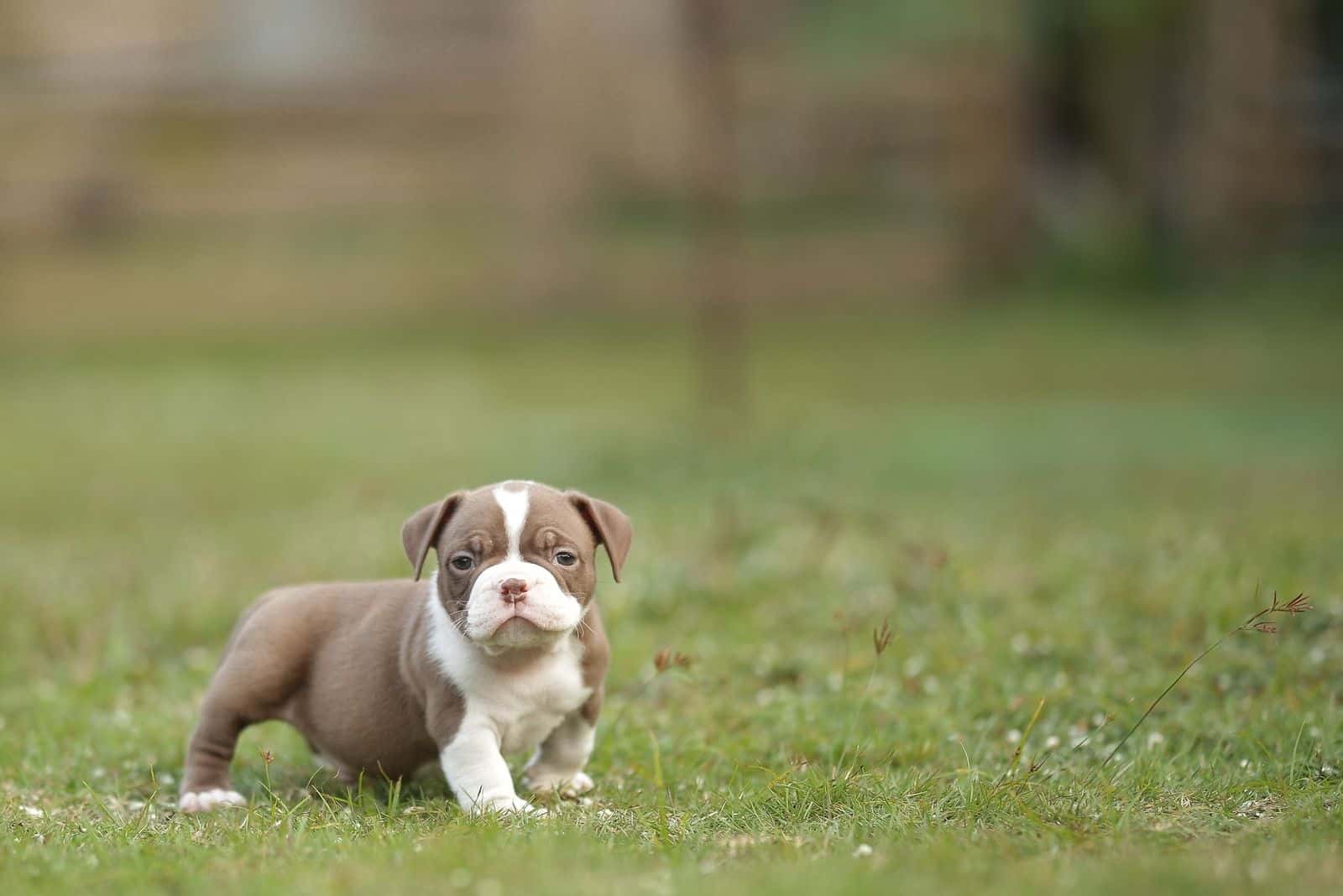 Exotic Bully And Clean Exotic Bully: What Are They Exactly?