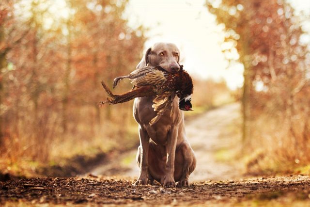 Weimaraner Pitbull Mix: The Weimar Bully And The Pittmaraner