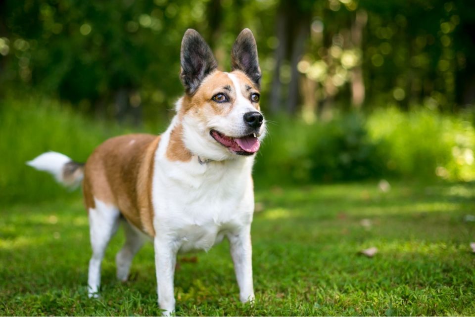 34 Adorable Corgi Mixes That Will Make You Go 'Awwww!'