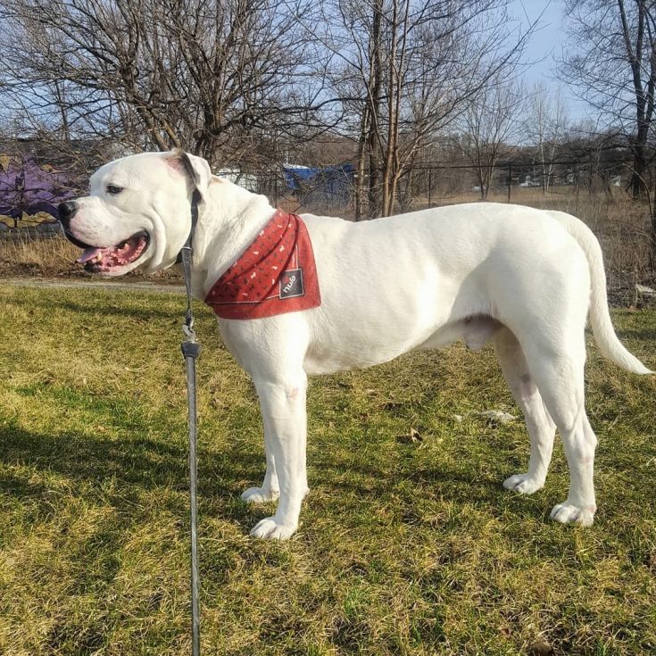Johnson American Bulldog: A Complete Guide For Bulldog Lovers