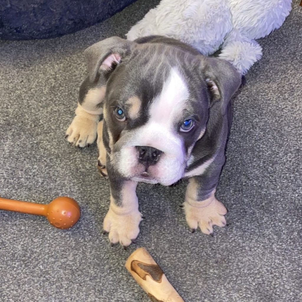 English Bulldog Price: The Puppy Cost And All Other Expenses