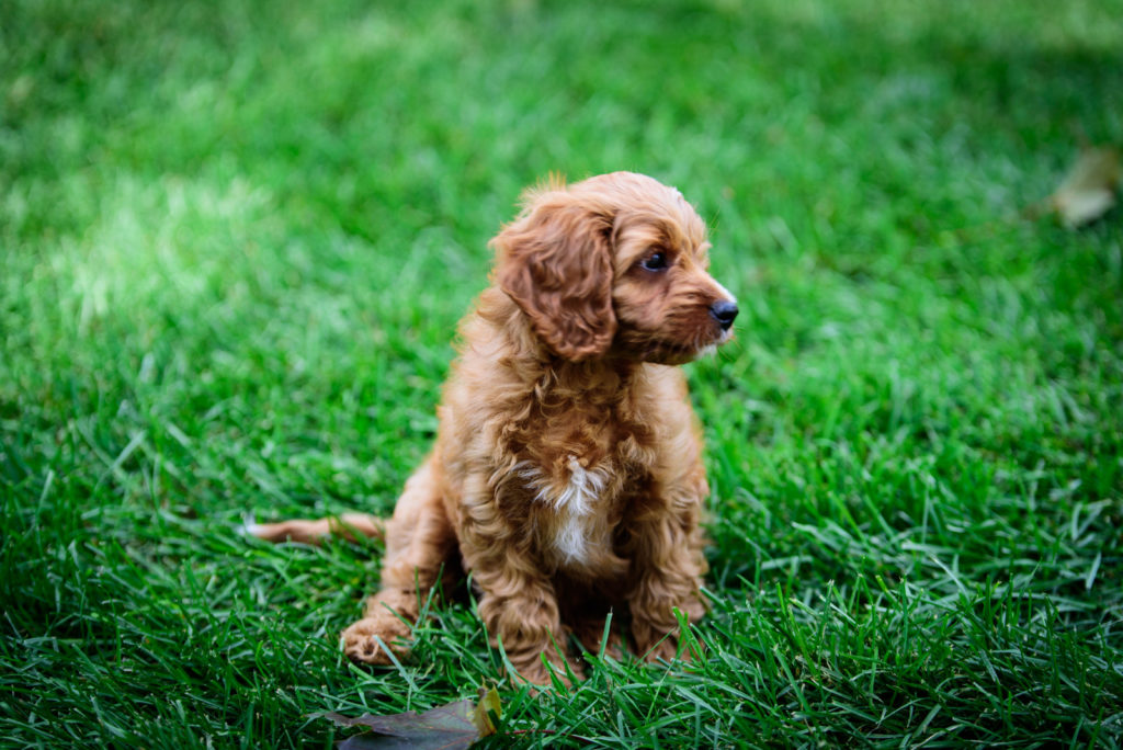 Cavapoo Cost: Is This Doodle Worth The Price Tag?