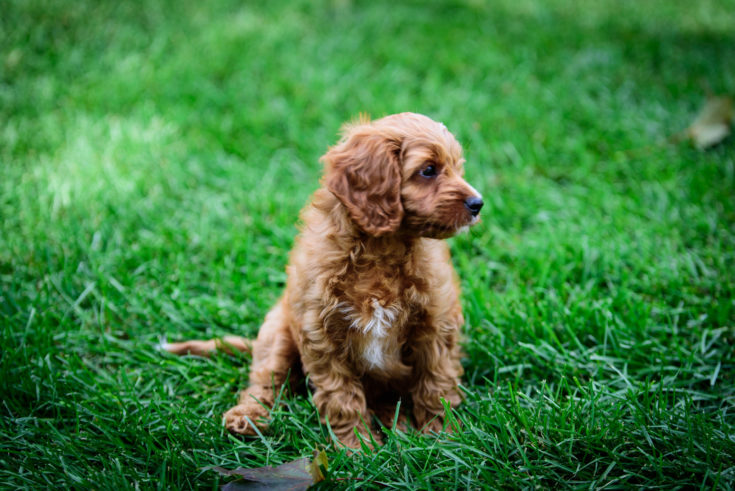 Cavapoo Cost: Is This Doodle Worth The Price Tag?