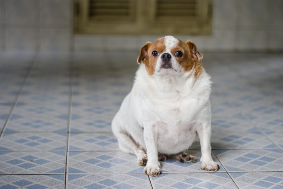 Fat Chihuahua: A Guide To Slimming For Obese Chihuahuas