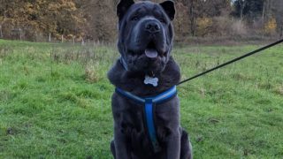 Chow Pei: The Most Unique Mix Of Chinese Dogs