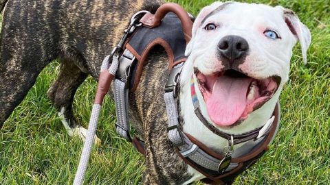 Colby Pitbull: The Famous Black-Nosed Pitbull Bloodline