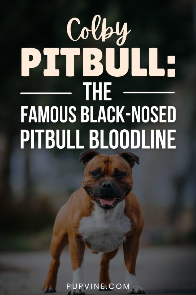 Colby Pitbull: The Famous Black-Nosed Pitbull Bloodline
