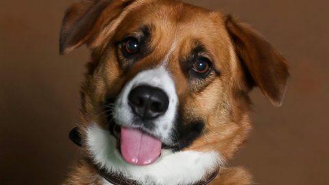 Corgi Saint Bernard Mix: Your Guide To A Rare Cross breed