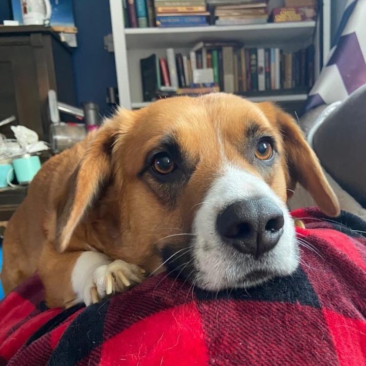 Corgi Saint Bernard Mix: Your Guide To A Rare Cross breed