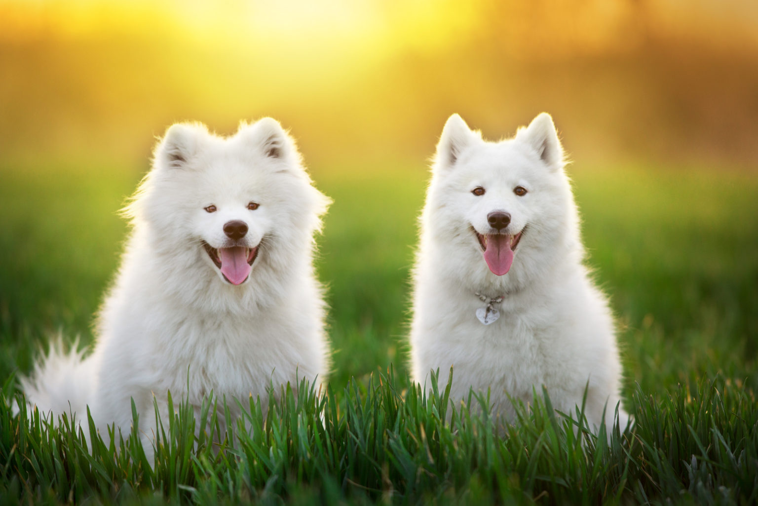 50+ Cute And Popular Samoyed Names - Adorable Name Ideas