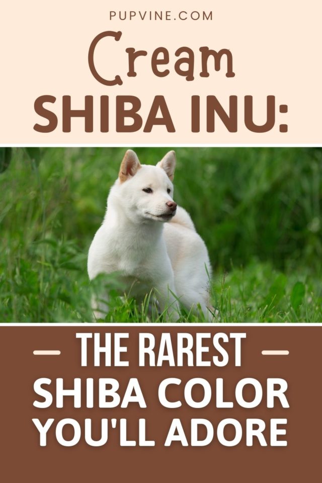 Cream Shiba Inu: The Rarest Shiba Color You'll Adore