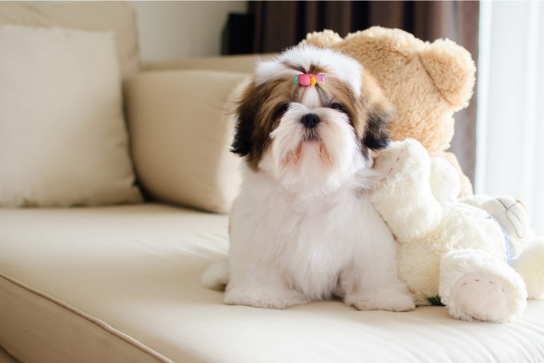 Liver Shih Tzu: The Story Behind This Rare Beauty