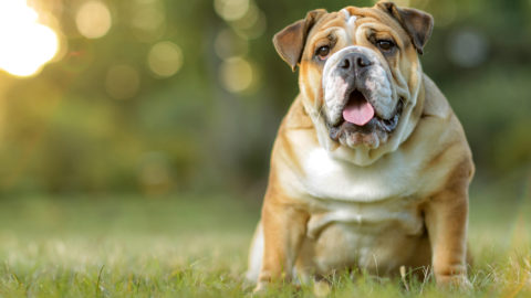 English Bulldog Price - The Cost of Little Bullies