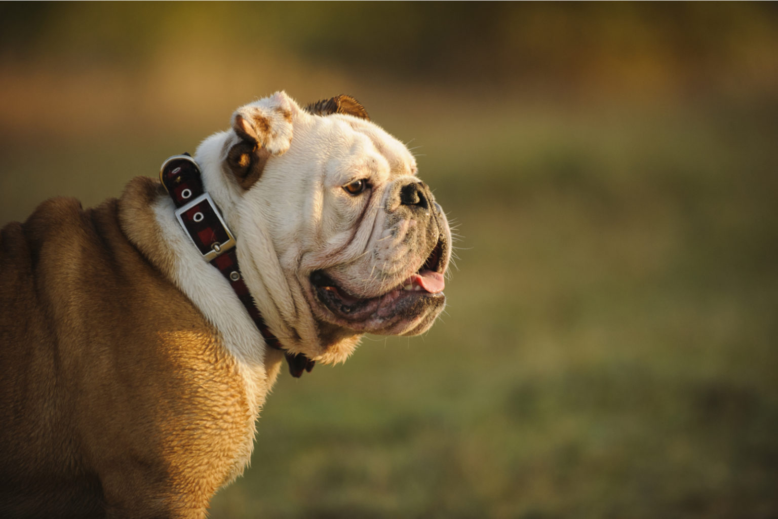 English Bulldog Price: The Puppy Cost And All Other Expenses