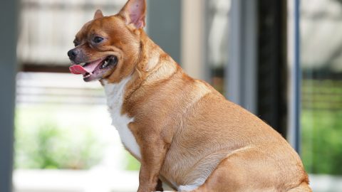 Fat Chihuahua: A Guide To Slimming For Obese Chihuahuas