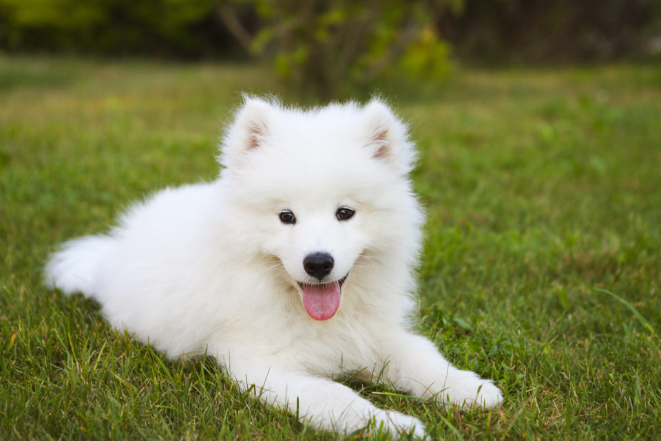 50+ Cute And Popular Samoyed Names - Adorable Name Ideas