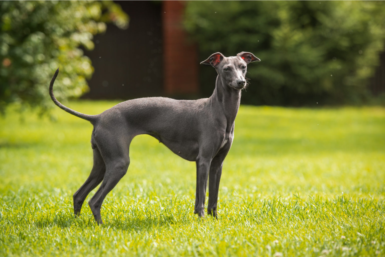10+ Greyhound Colors: All About This Dog's Coat