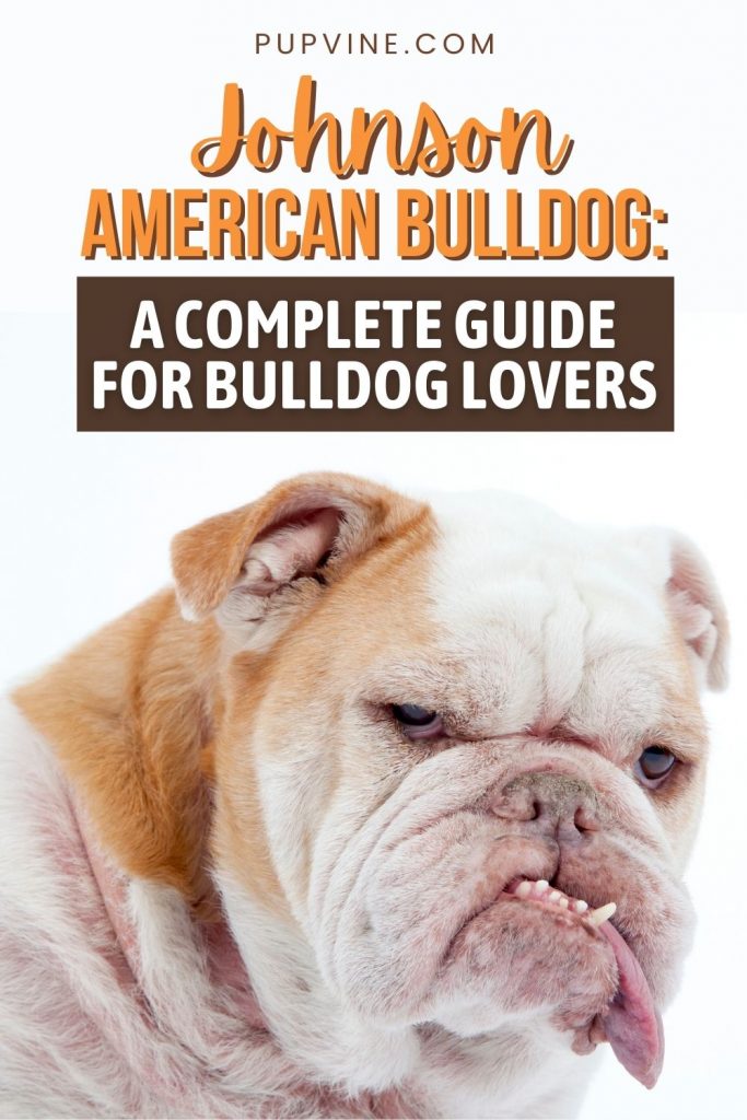Johnson American Bulldog: A Complete Guide For Bulldog Lovers
