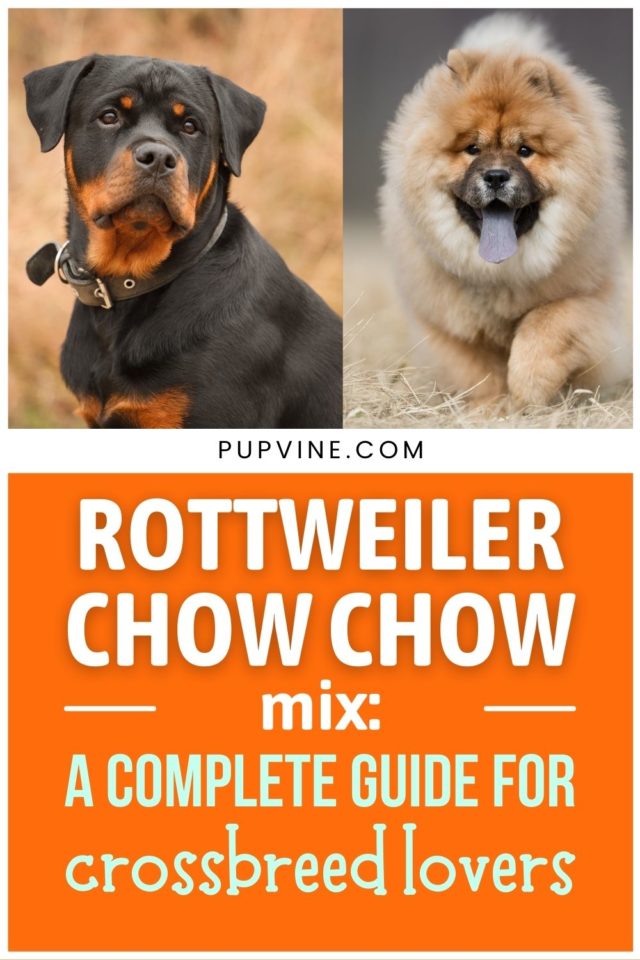 Rottweiler Chow Chow Mix: A Complete Guide For Crossbreed Lovers