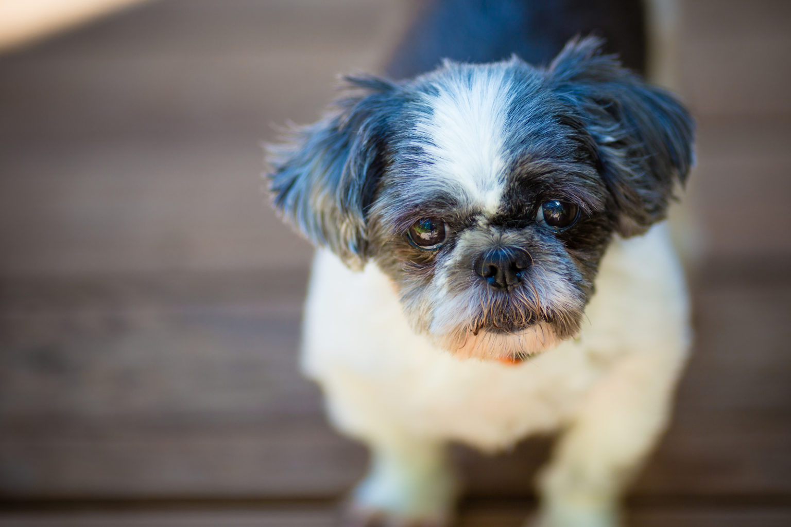 Black And White Shih Tzu – Rare Shih Tzu Colors Explained