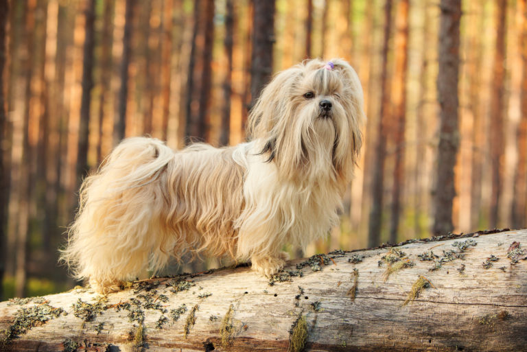 Gold Shih Tzu: A Guide To Shih Tzu Colors And Coat Care