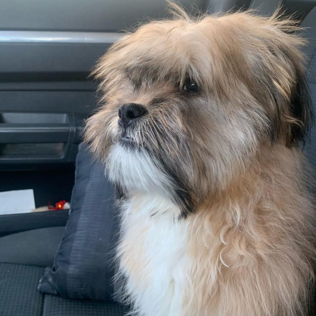 Is The Shorgi The Cutest Dog? All About This Corgi Mix