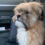 Is The Shorgi The Cutest Dog? All About This Corgi Mix