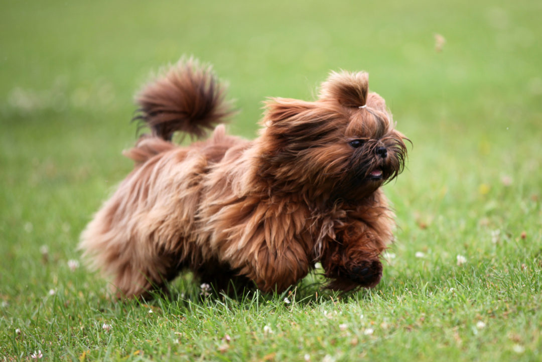 Gold Shih Tzu: A Guide To Shih Tzu Colors And Coat Care