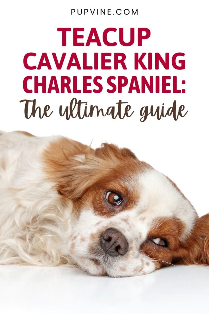 Teacup Cavalier King Charles Spaniel: The Ultimate Guide