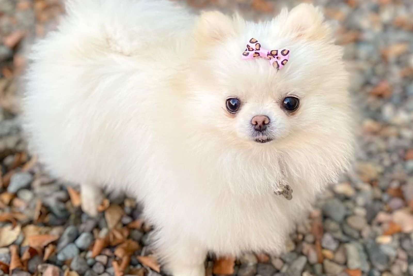 Pomeranian PupVine Pomeranian PupVine