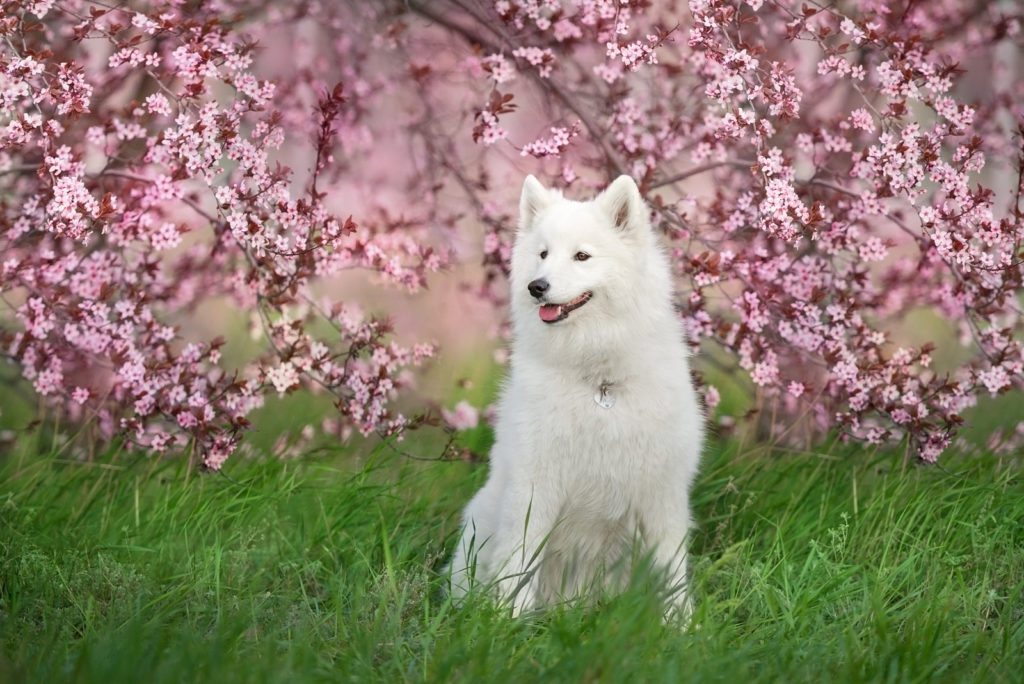 50+ Cute And Popular Samoyed Names - Adorable Name Ideas
