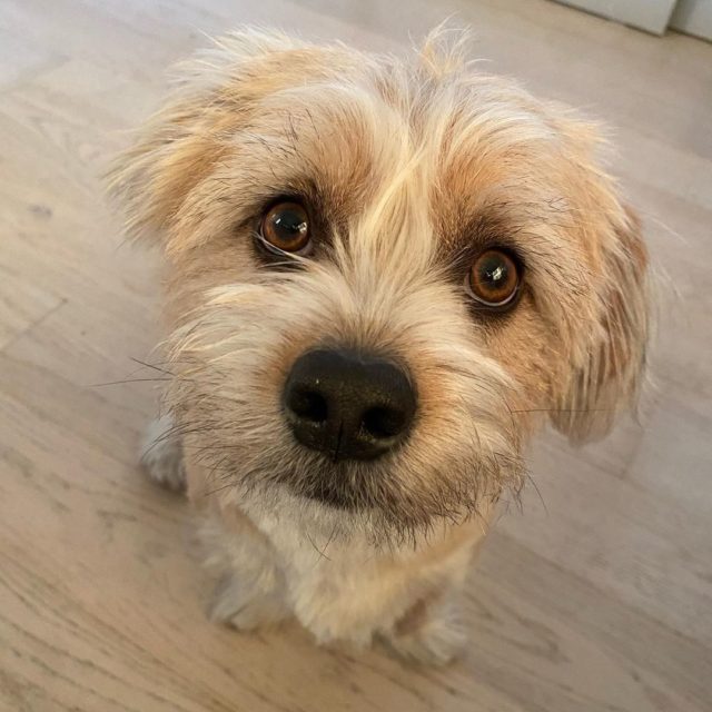 Is The Shorgi The Cutest Dog? All About This Corgi Mix