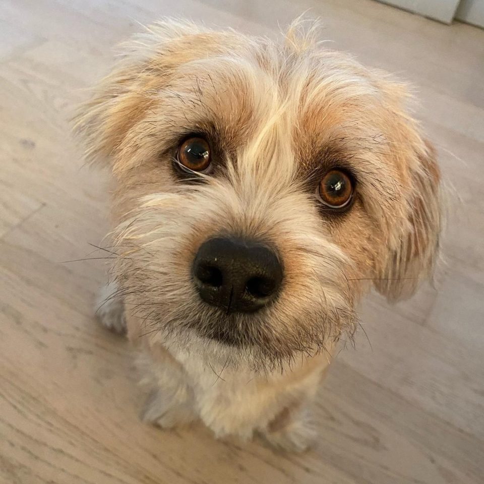 Is The Shorgi The Cutest Dog? All About This Corgi Mix