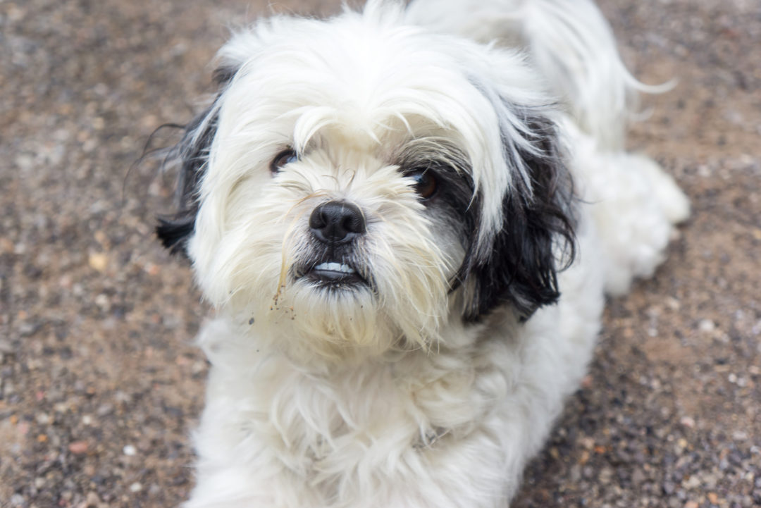 Black And White Shih Tzu – Rare Shih Tzu Colors Explained