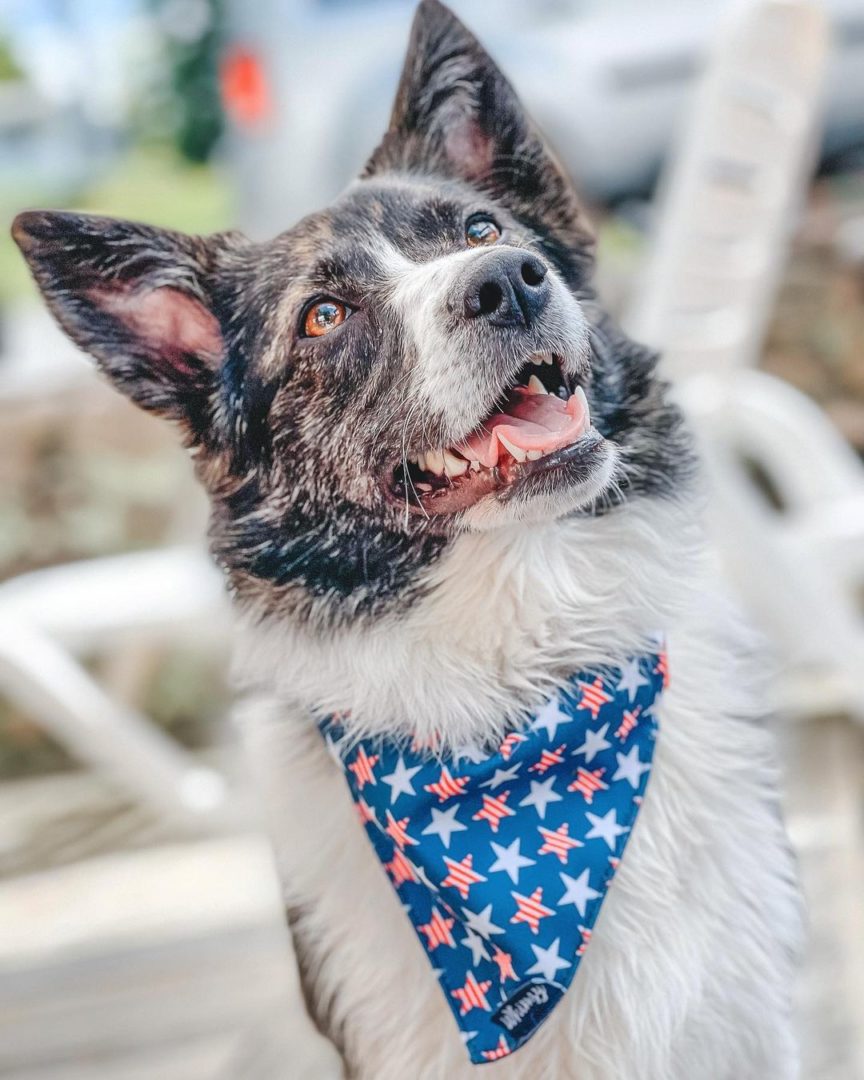 Is The Shorgi The Cutest Dog? All About This Corgi Mix