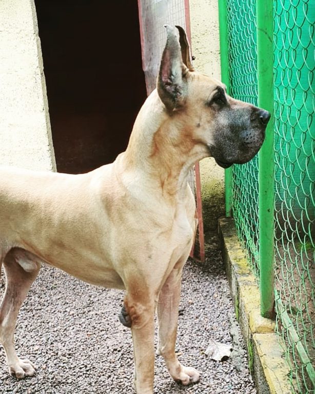 American Vs. European Great Dane - Is There a Difference?