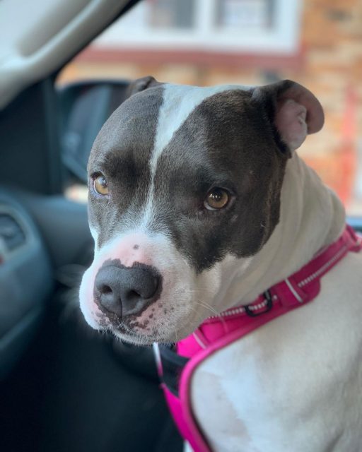 Colby Pitbull: The Famous Black-Nosed Pitbull Bloodline