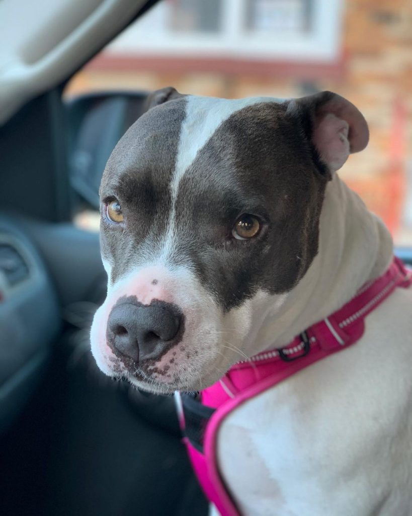 Colby Pitbull: The Famous Black-Nosed Pitbull Bloodline