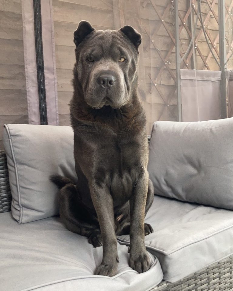 Chow Pei: The Most Unique Mix Of Chinese Dogs
