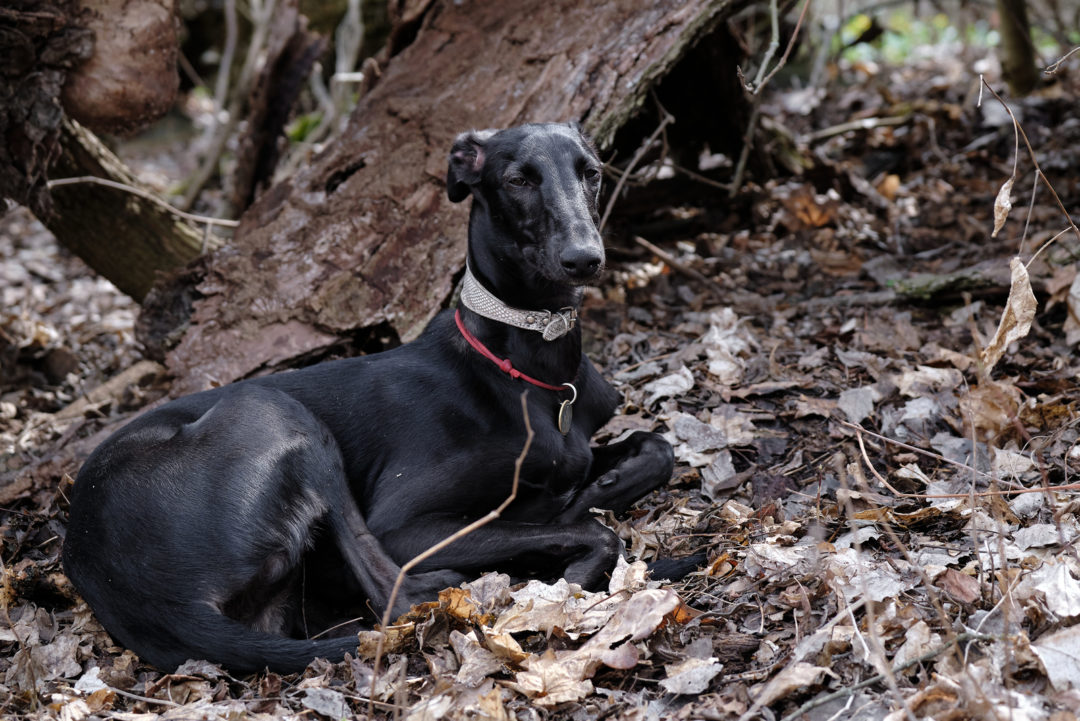 10+ Greyhound Colors: All About This Dog's Coat
