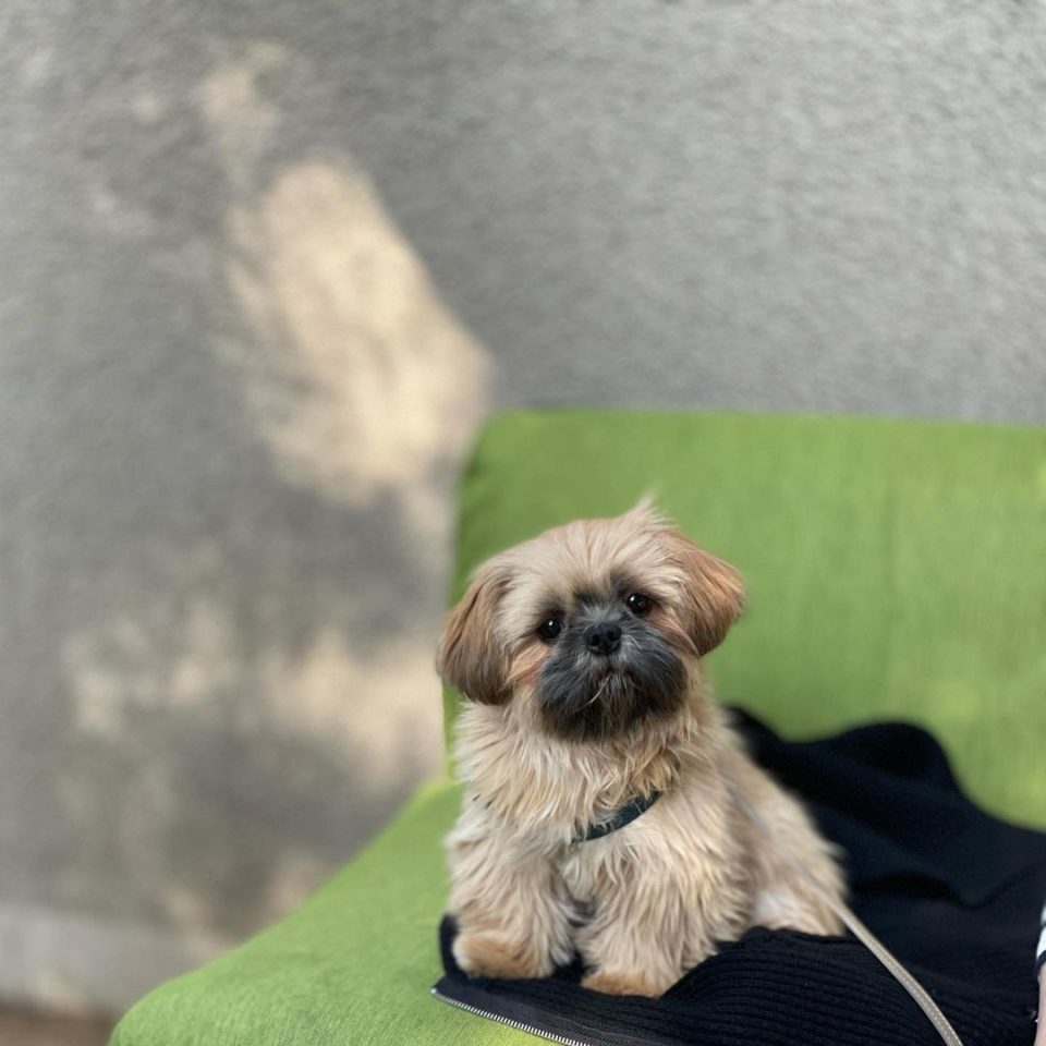 Silver Shih Tzu – Is This the Most Unique Shih Tzu Color? (Shih Tzu ...