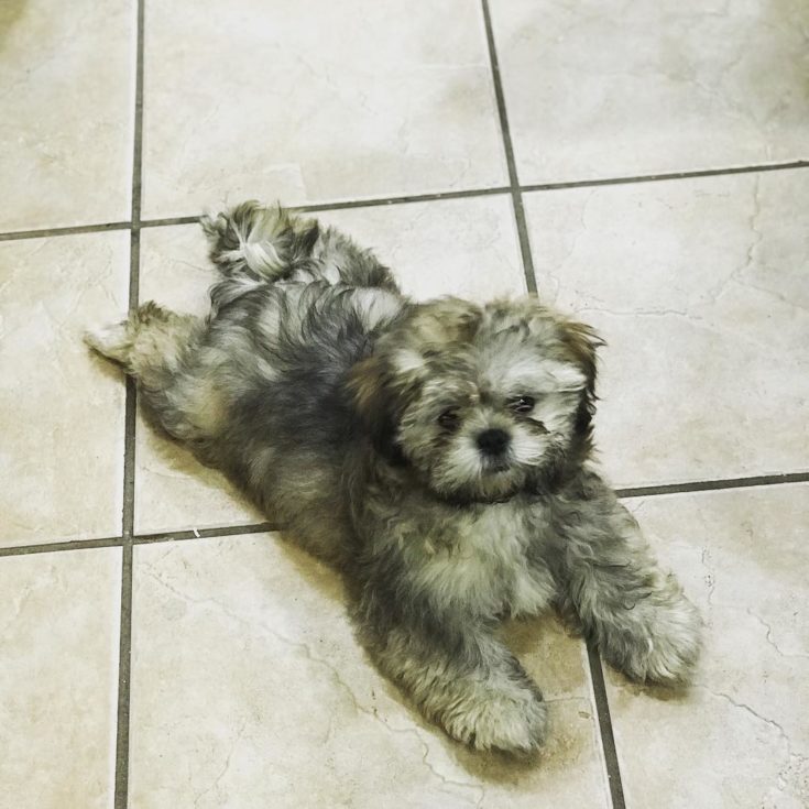 Brindle Shih Tzu: A Complete Guide To Shih Tzu Coat Colors